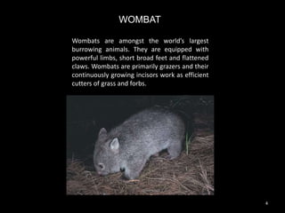 Aboriginal dreamtime stage 1 | PPTX