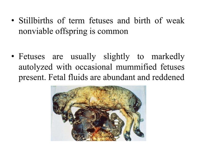 various causes of Abortion in Sheep and Goat.pptx