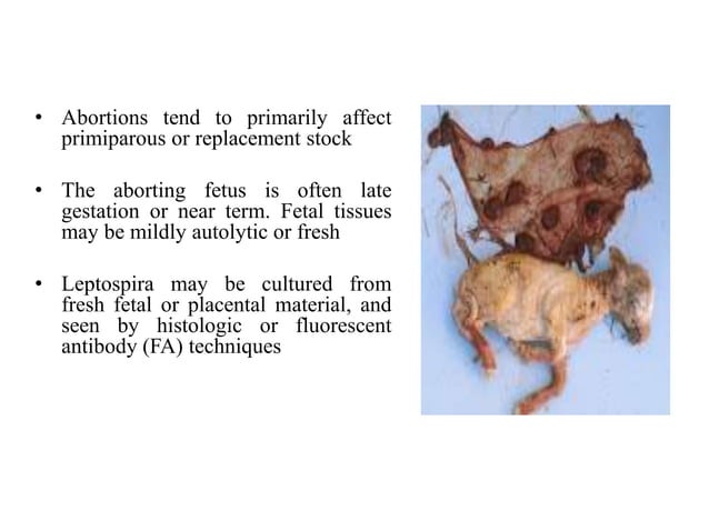 various causes of Abortion in Sheep and Goat.pptx