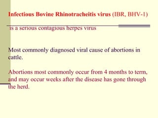 Common causes of abortions in dairy animals and their management | PPT