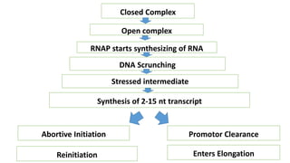 Abortive initiation | PPTX