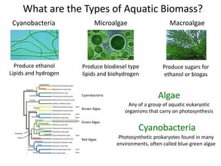 Abo salt water strain webinar ucsd | PPTX