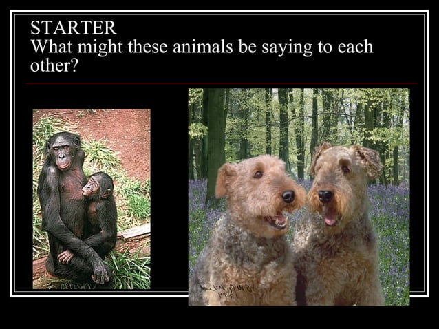 About communication humans and animals and its process | PPT