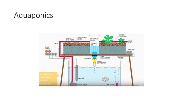 About aquaponic | PPT