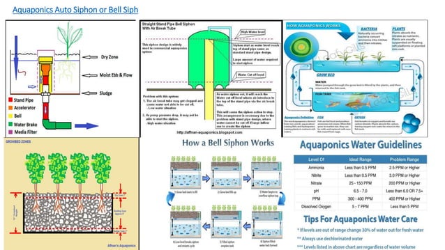 About aquaponic | PPT