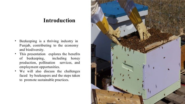 About Beekeeping ,Importance of Bees and Challenges in Beekeeping | PPT