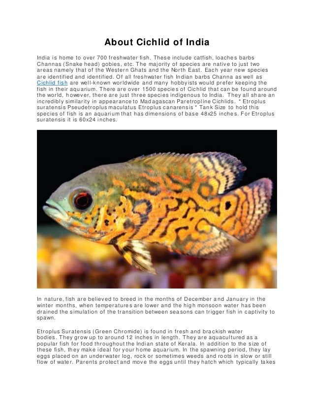 About cichlid of india | DOCX