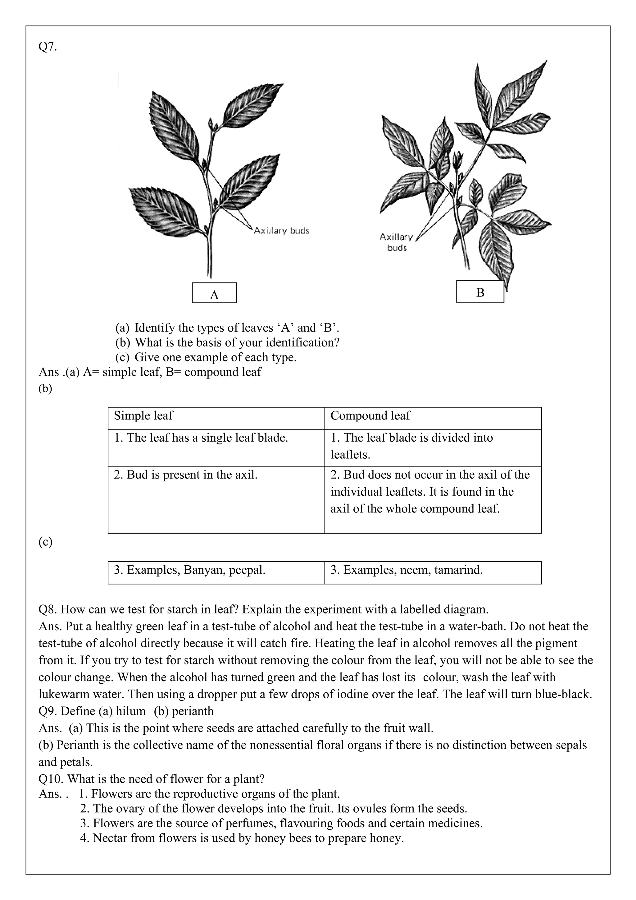About flowering plants | PDF
