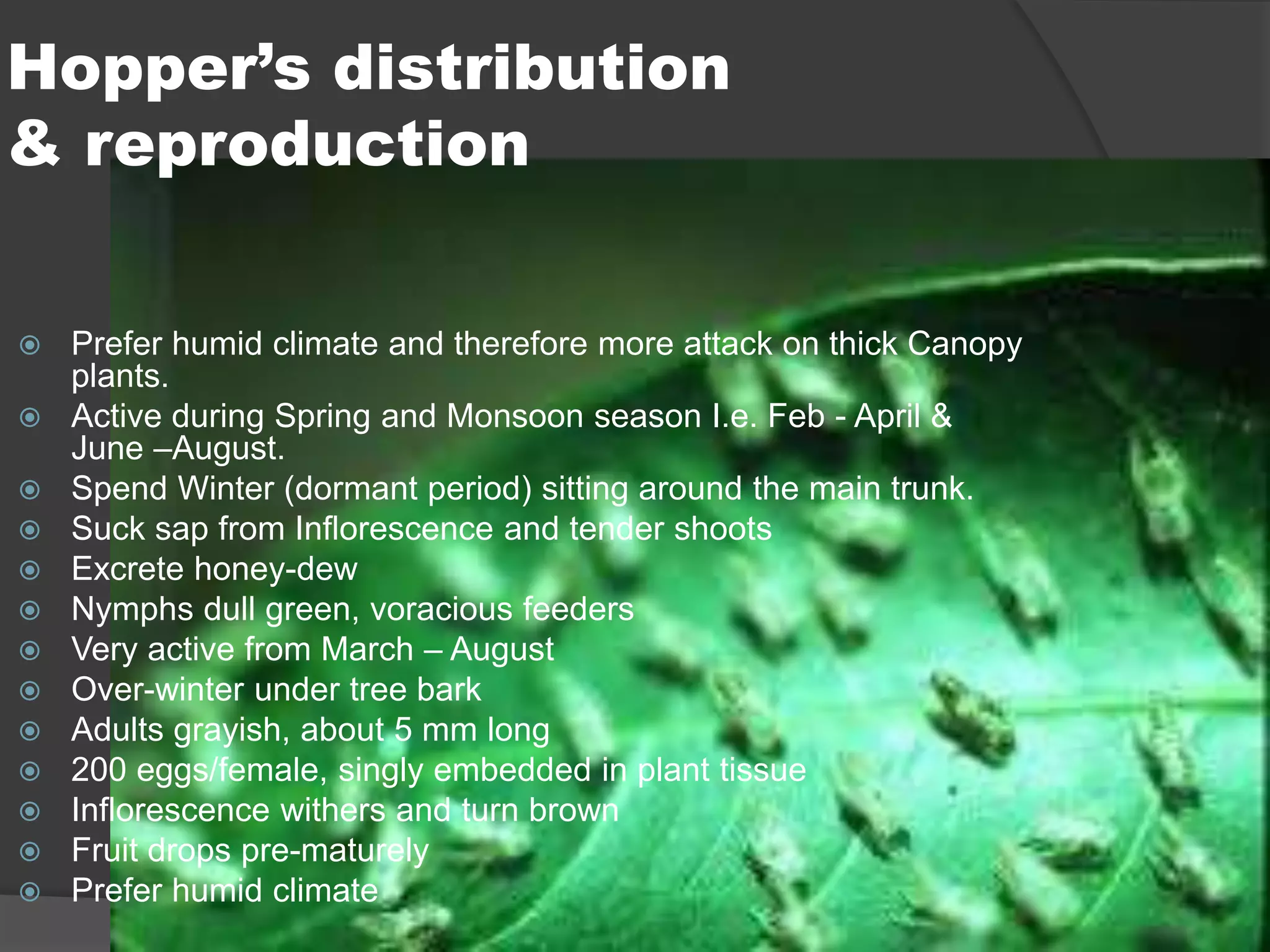 mango plant hopper | PPTX