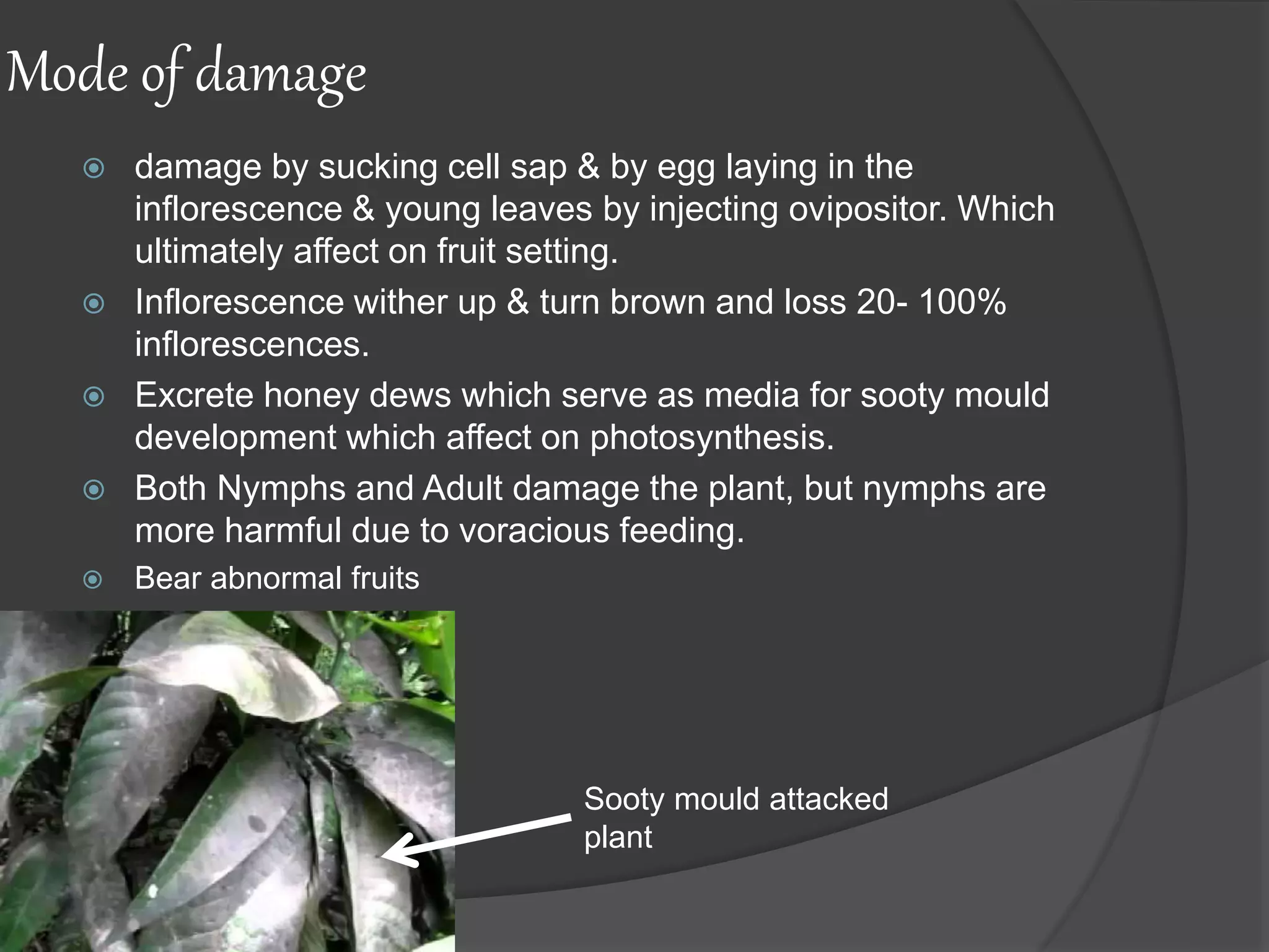 mango plant hopper | PPTX