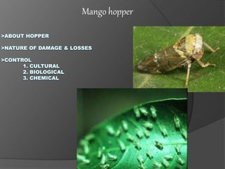 mango plant hopper | PPTX