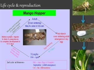 mango plant hopper | PPTX