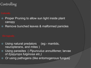 mango plant hopper | PPTX