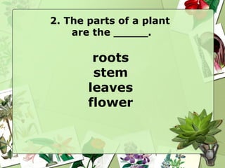 About plants | PPT