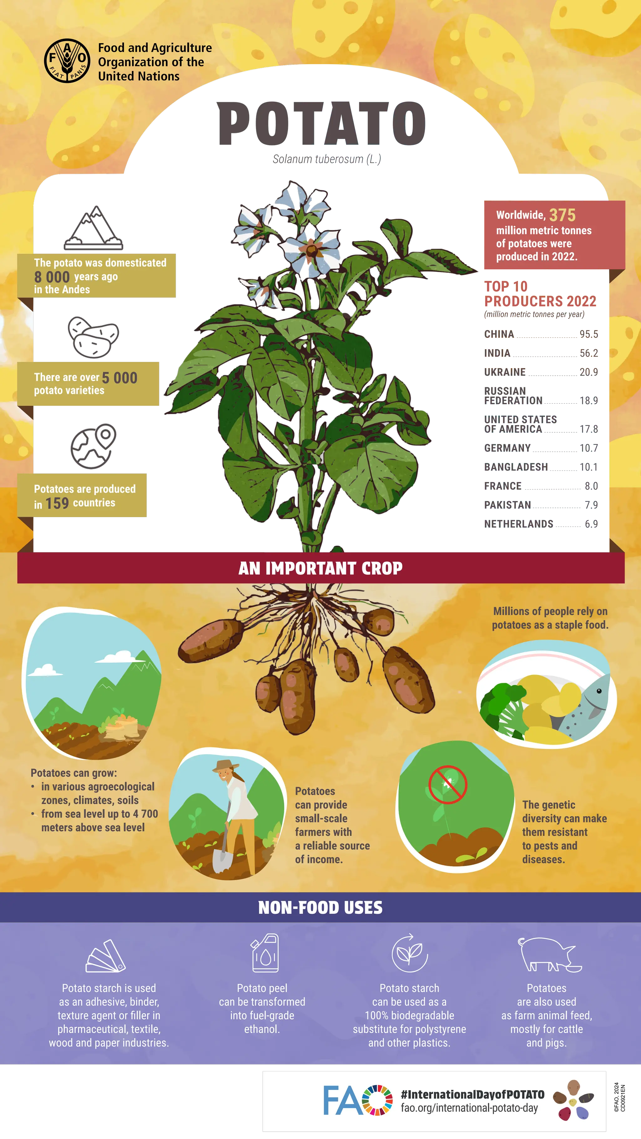 About Potato, The scientific name of the plant is Solanum tuberosum (L ...