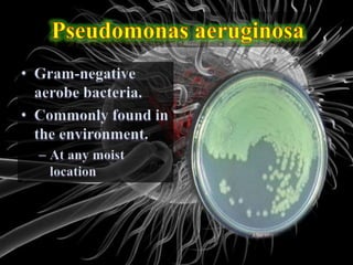 About pseudomonas | PPTX | Infectious Diseases | Diseases and Conditions