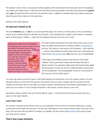 The Digestive System | DOC