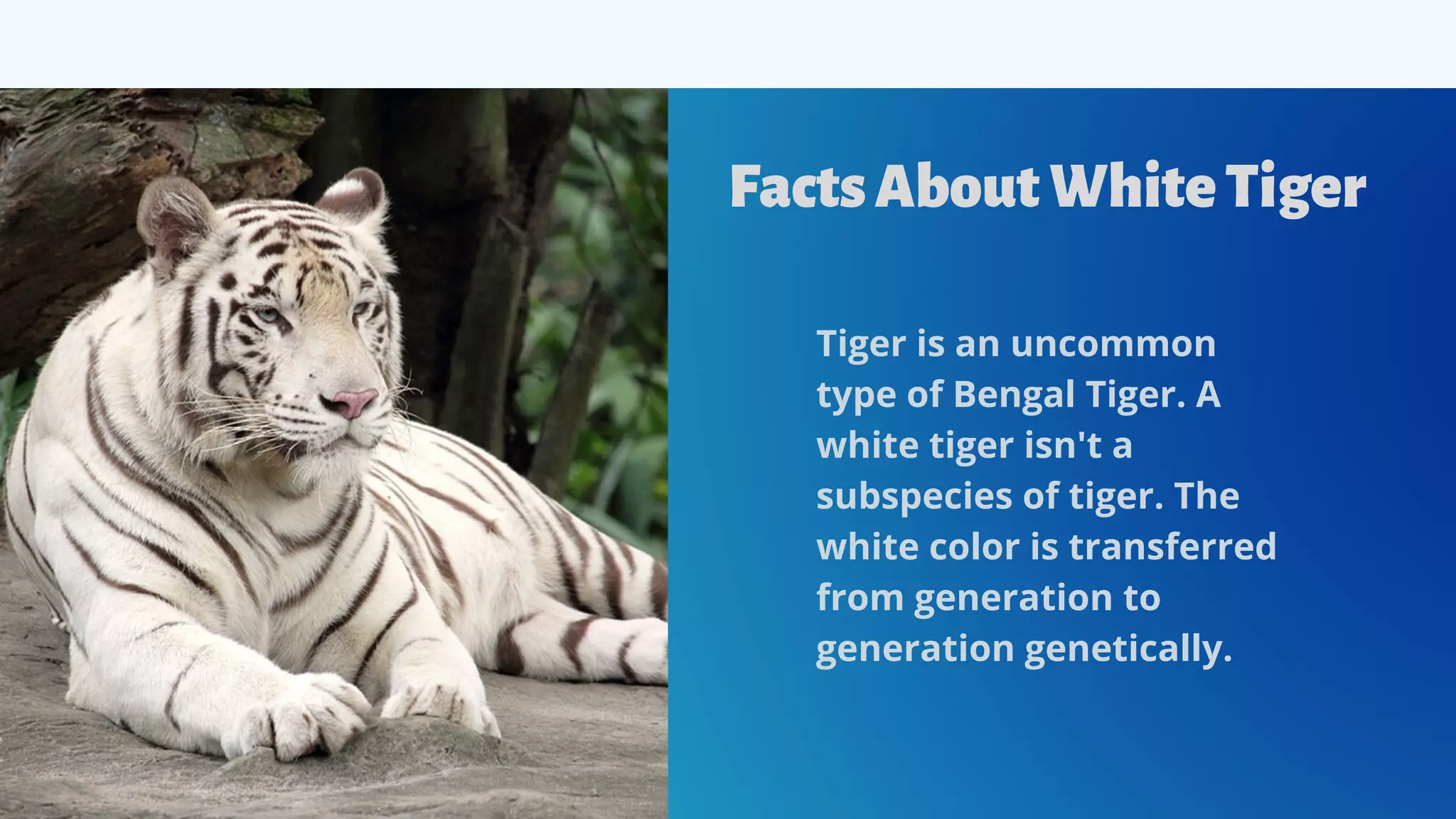 About white tiger | PPT
