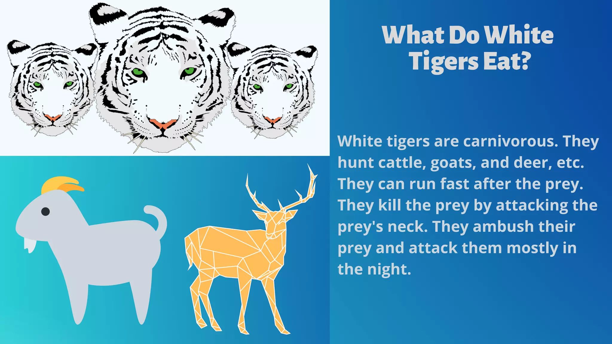 About white tiger | PPT