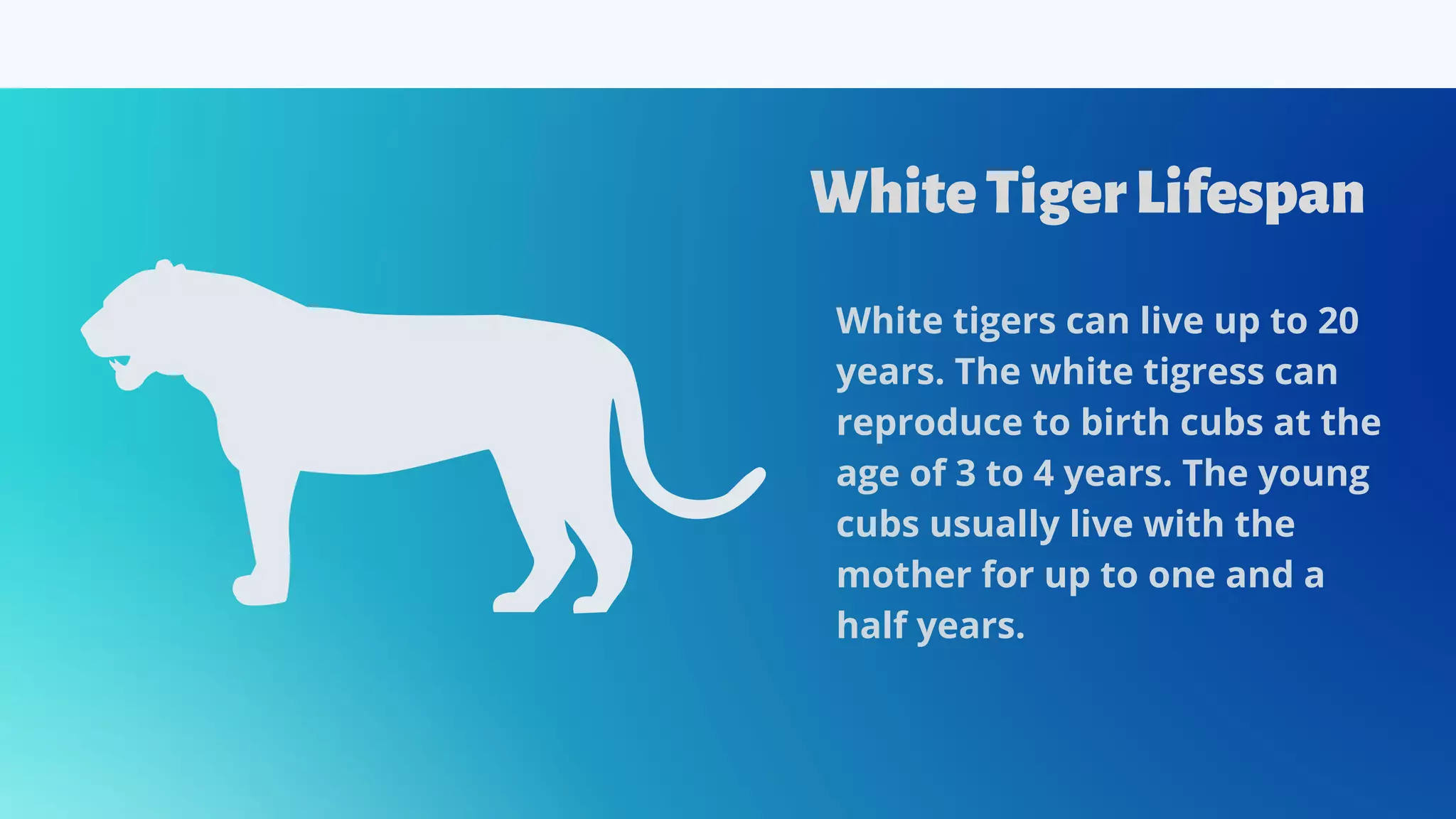 About white tiger | PPT