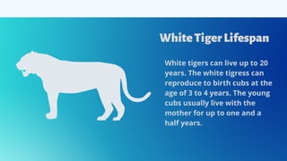 About white tiger | PDF