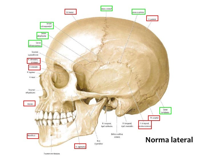 Huesos y normas del cráneo