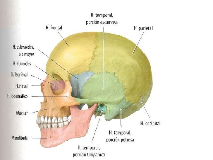 Huesos y normas del cráneo