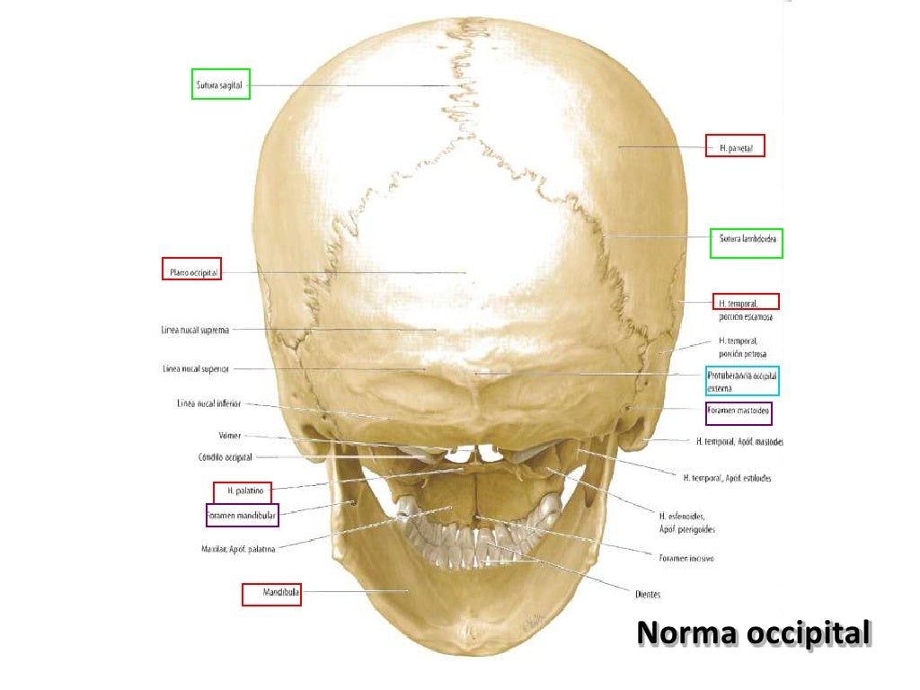 Huesos y normas del cráneo