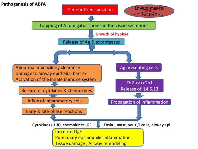 Abpa aspergillosis -asthma day