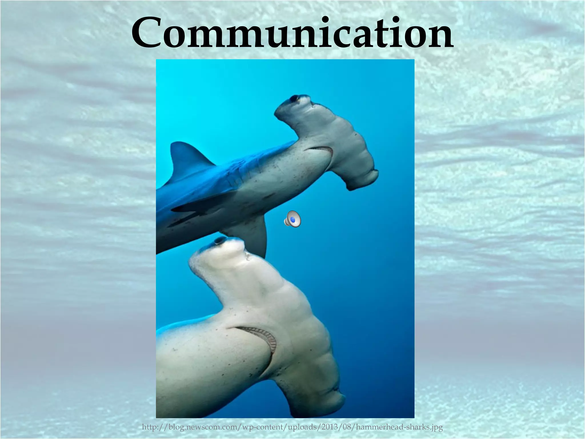 Hammerhead Shark - Carolyn Kirk | PPS