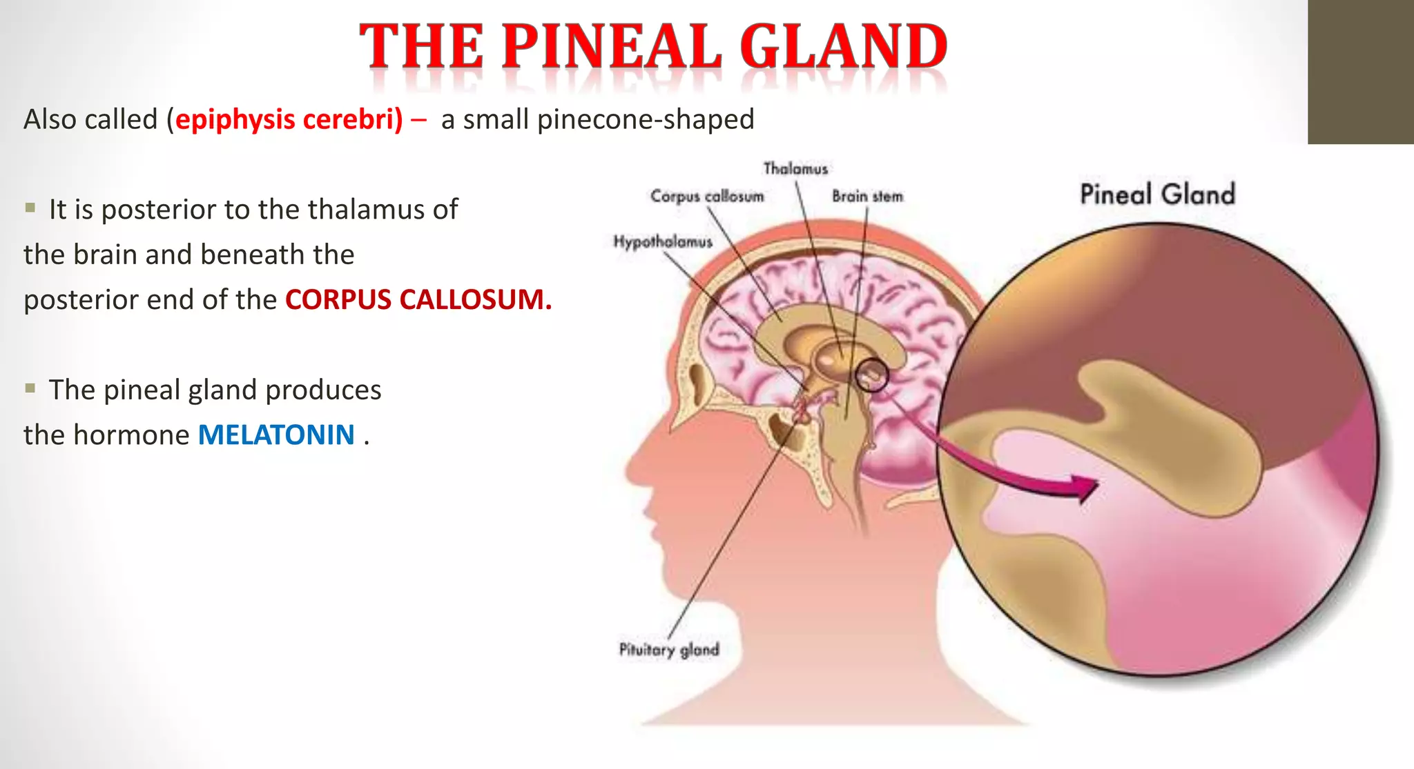 The Endocrin System | PPTX