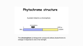 Phytochrome and Seed Germination by Abrar Ahmad | PPTX