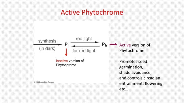 Phytochrome and Seed Germination by Abrar Ahmad | PPT