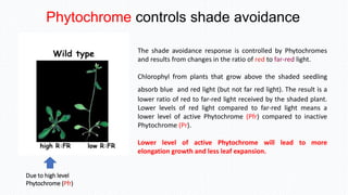 Phytochrome and Seed Germination by Abrar Ahmad | PPTX