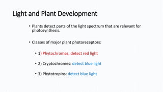 Phytochrome and Seed Germination by Abrar Ahmad | PPT