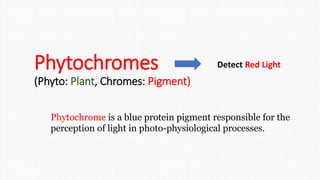 Phytochrome and Seed Germination by Abrar Ahmad | PPT