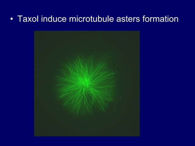 ABRAXANE in Radiation Therapy | PPT
