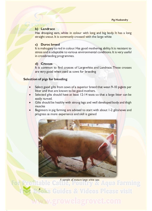 A Brief Guide to Pig Husbandry