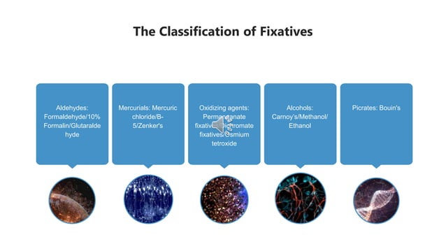 A Brief Guide to Tissue Fixation and Its Importance in Pathology ...