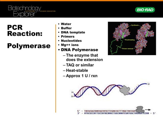 A brief History of PCR | PPT