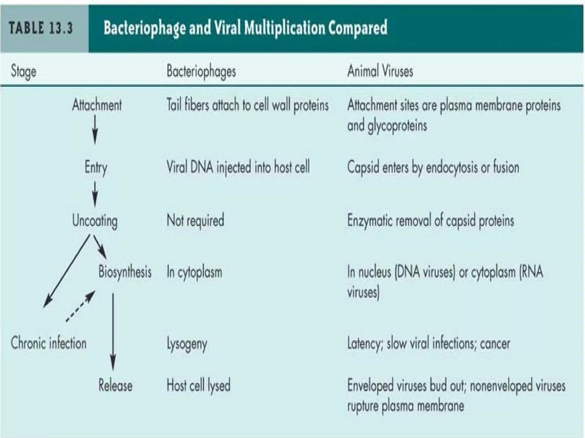 A brief introduction of viruses | PPT