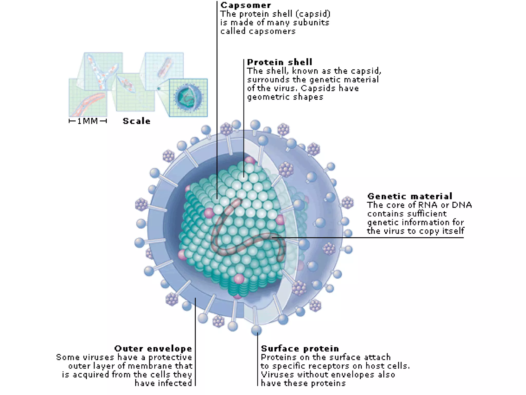 A brief introduction of viruses | PPT