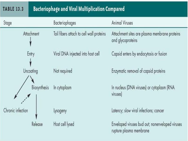 A brief introduction of viruses | PPT