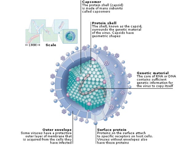 A brief introduction of viruses | PPT