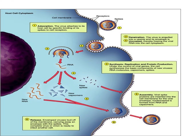 A brief introduction of viruses | PPT