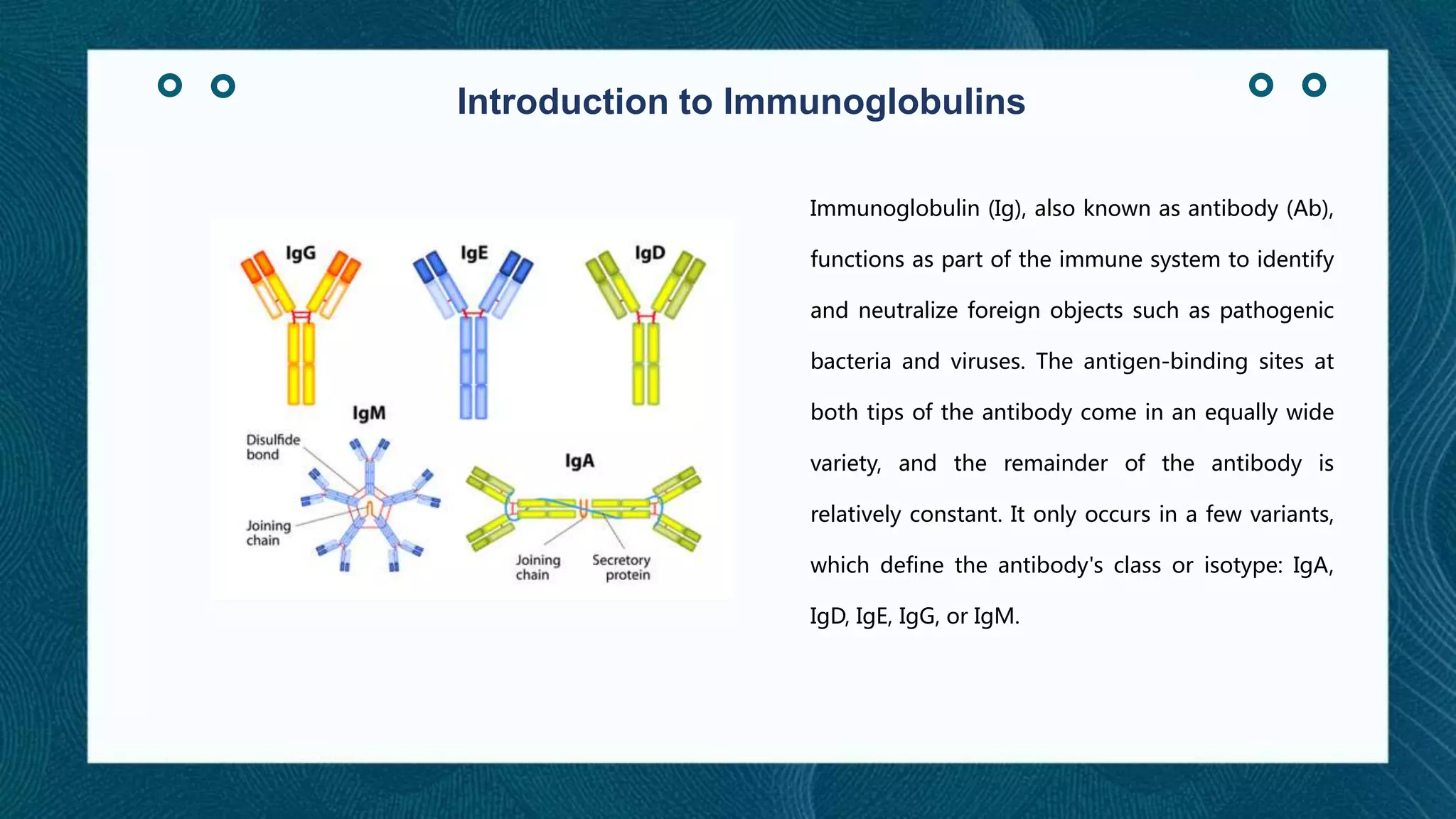 A brief introduction to non-IgG antibody - Creative Biolabs | PPT