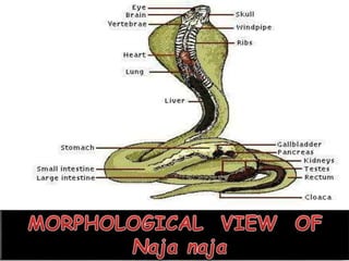 A brief study on naja naja the indian cobra | PPTX