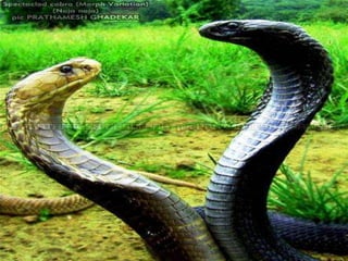 A brief study on naja naja the indian cobra | PPTX