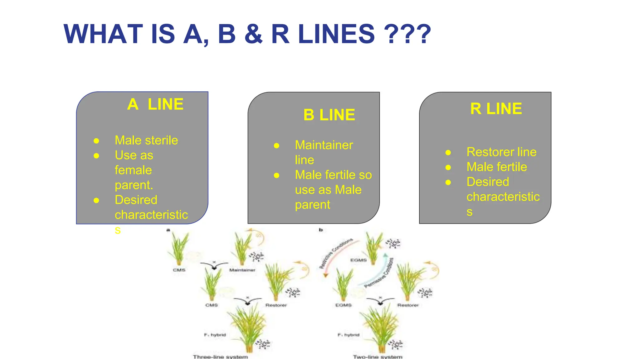ABR LINE.pptx