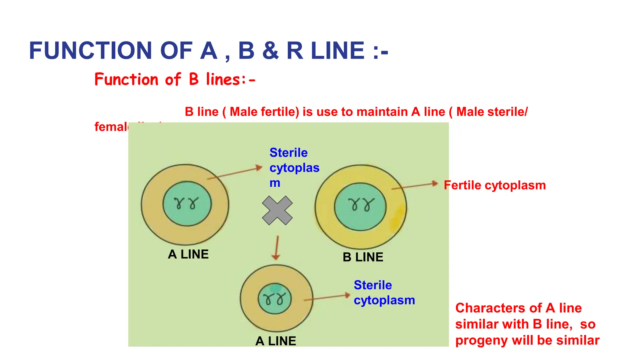 ABR LINE.pptx